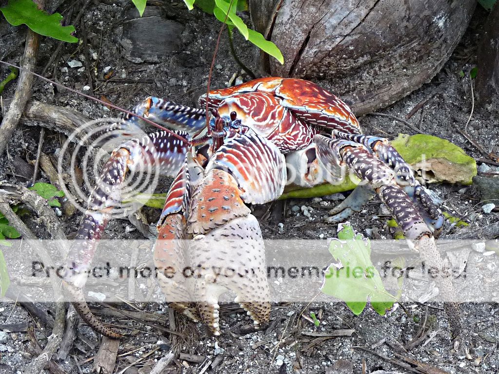 Claws: The Ultra-Jumbo Class of Crustaceans | Shit You Didn't Know ...