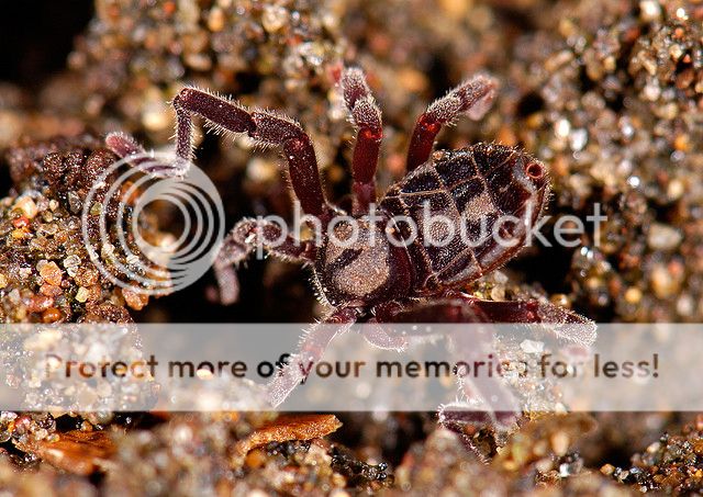 Trigonotarbida - Alchetron, The Free Social Encyclopedia