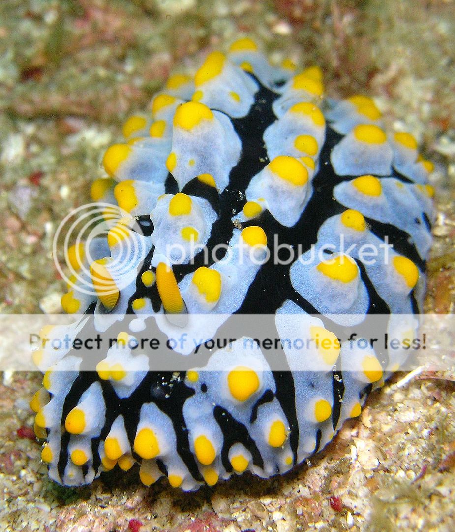 Mesmerizing Marine Mimics: Sea Slug Style | Shit You Didn't Know About ...