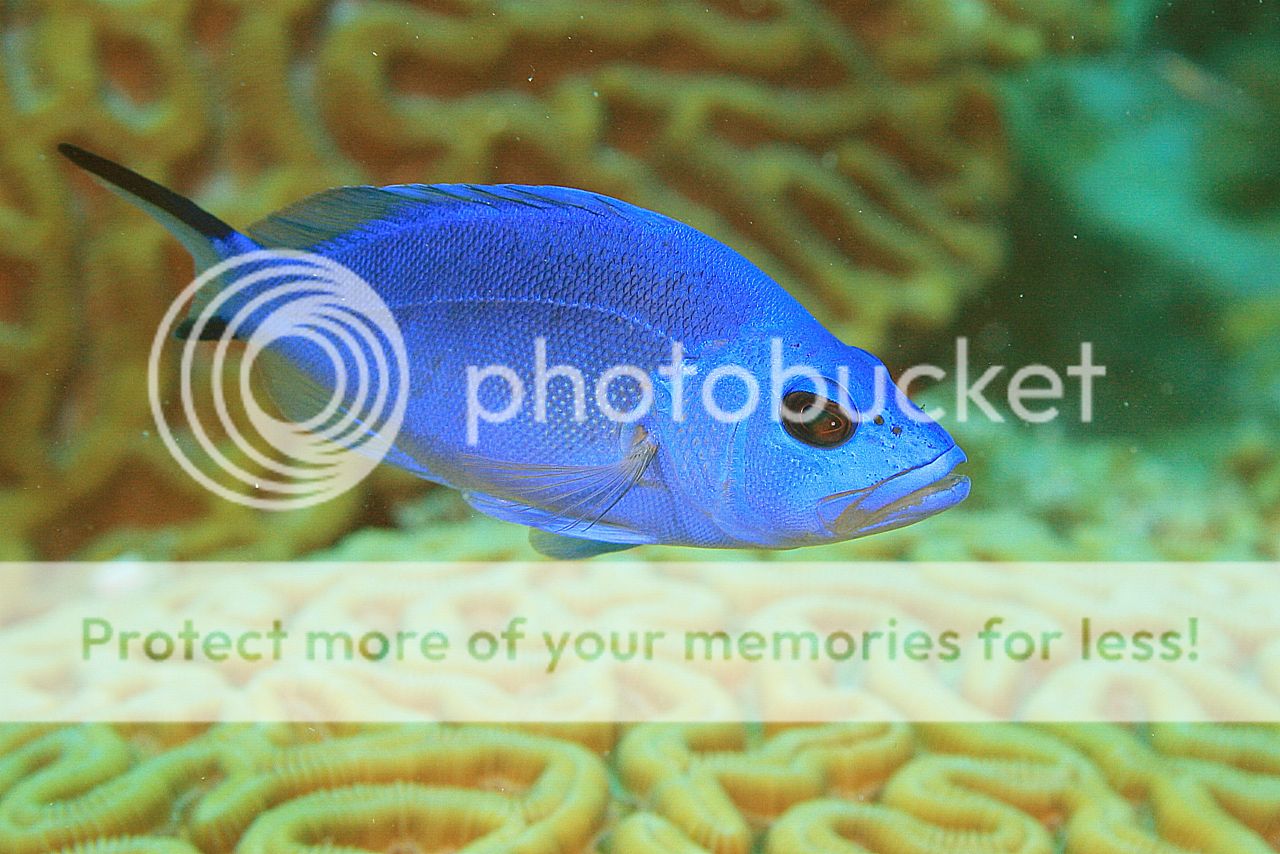 Mesmerizing Marine Mimics: Wolves in Sheep’s Clothing | Shit You Didn't ...