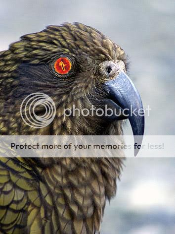 A kea, an omnivorous parrot, uses its sharply hooked beak to tear ...