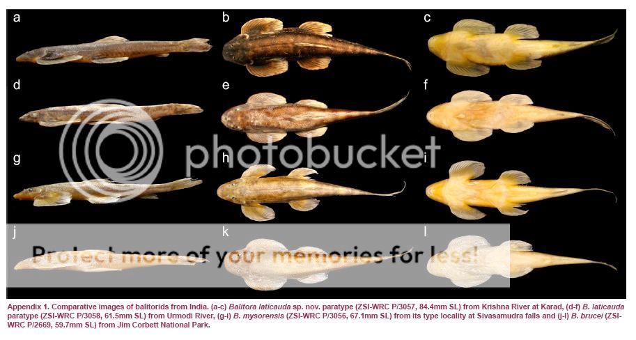 Balitora Laticauda, A New Species Of Stone Loach (Teleostei ...