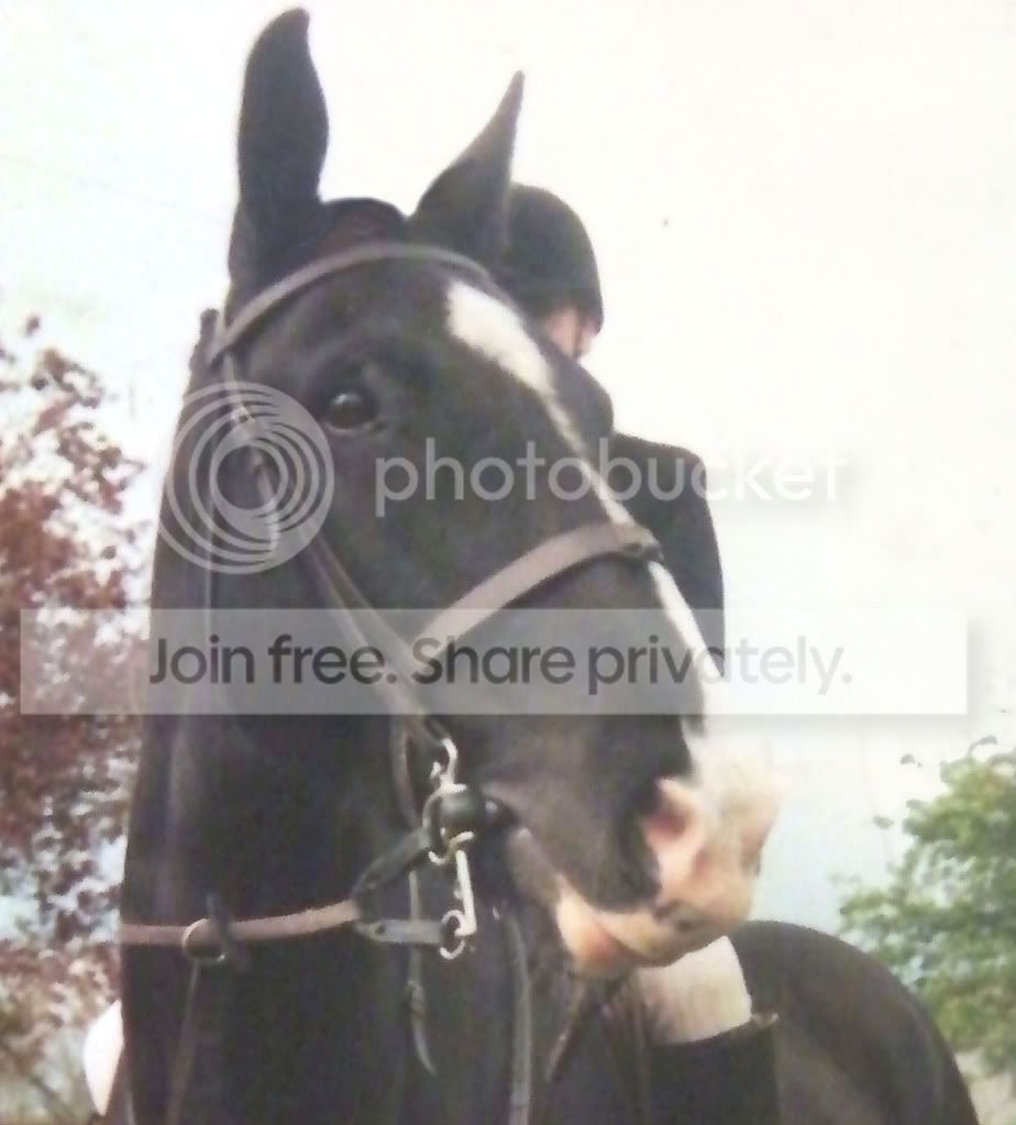 Shire x TB...tell me about them! | Horse and Hound Forum