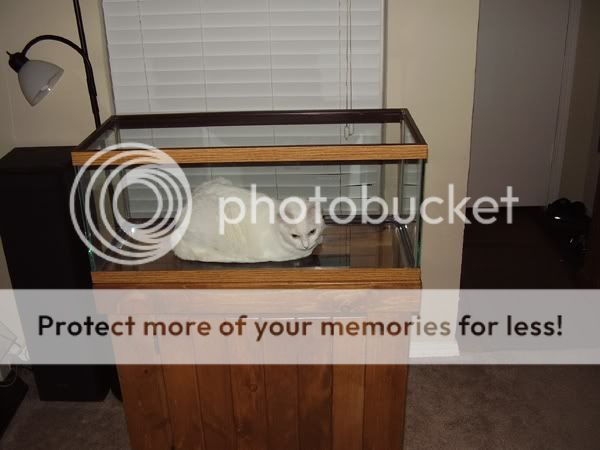 depressing crypt melt | Aquatic Plant Forum