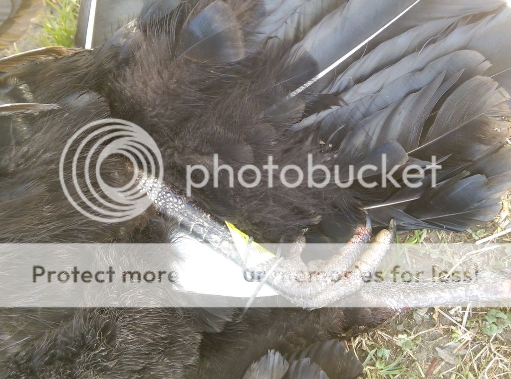 Black melanistic turkey???? | The HuntingPA.com Outdoor Community