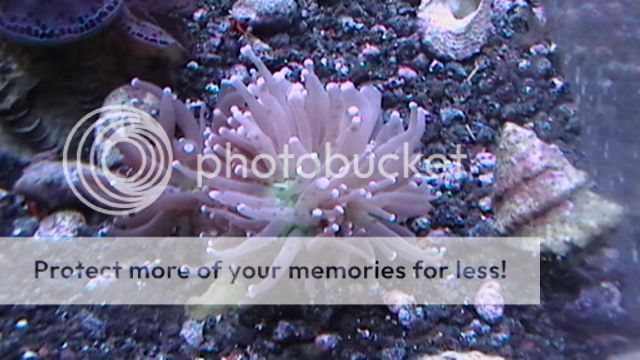 What are the rarer colors for a torch coral? | Reef2Reef